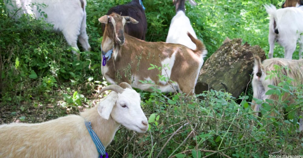 Goats Return to Work at NYC's Riverside Park - Untapped New York