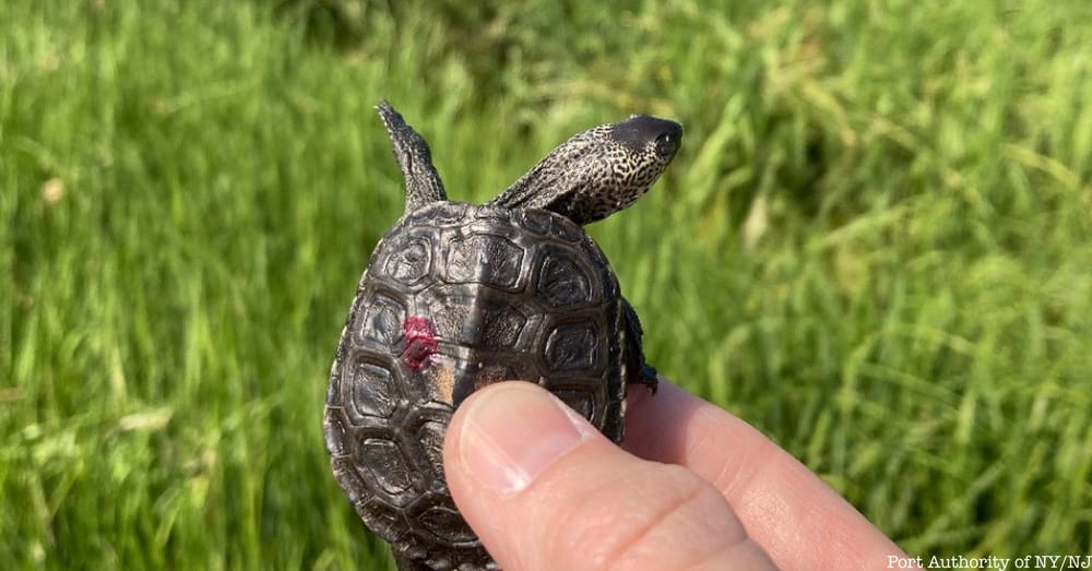 Tracking JFK Airport's Runway Turtles in NYC - Untapped New York