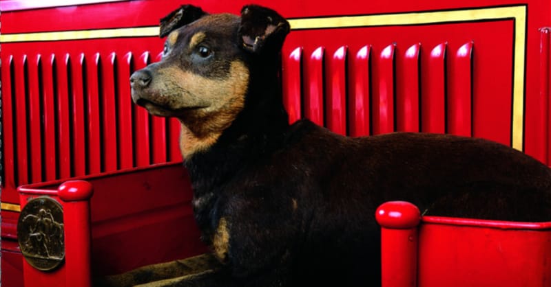 The Bravest Pets of Gotham: Tales of Four-Legged Firefighters of Old ...