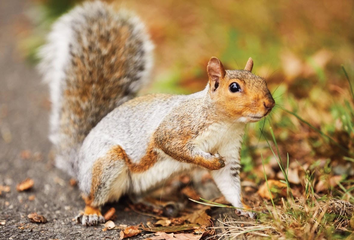 How Many Squirrels Live in NYC's Central Park? - Untapped New York