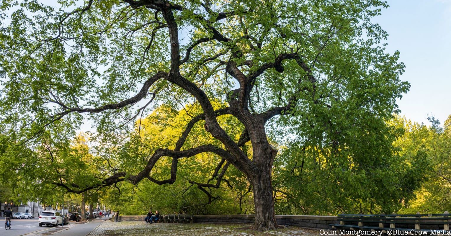 Discover the Most Unusual and Beautiful Trees of NYC - Untapped New York