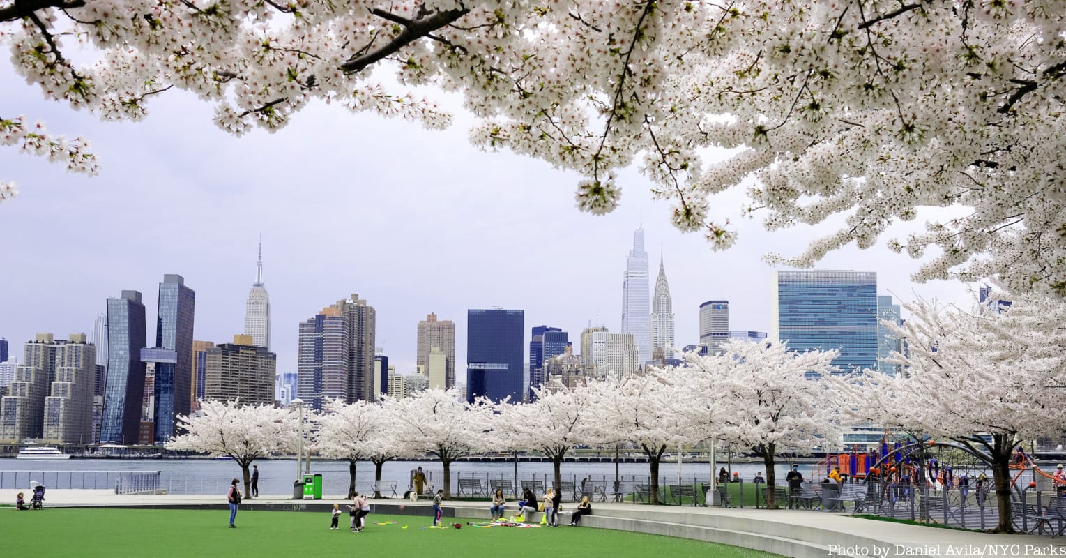 The Best Places to See Cherry Blossom Trees in NYC - Untapped New York